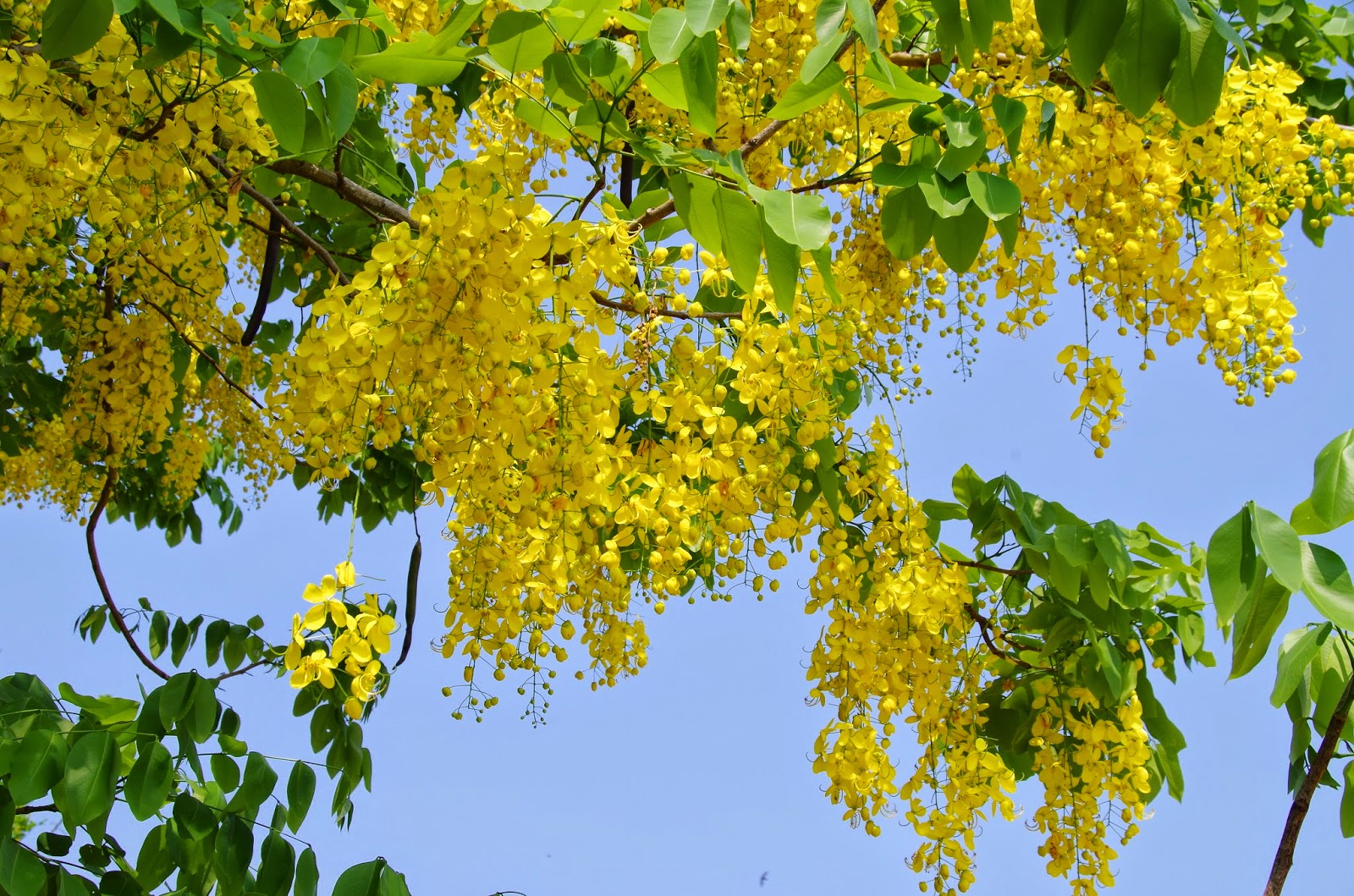 Trees and Plants: Cassia Fistula II