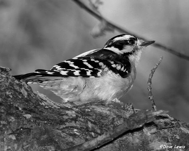 Birds From Behind Life Is Black And White birds-from-behind-life-is-black-and-white