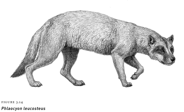Escenarios prehistóricos: Phlaocyon