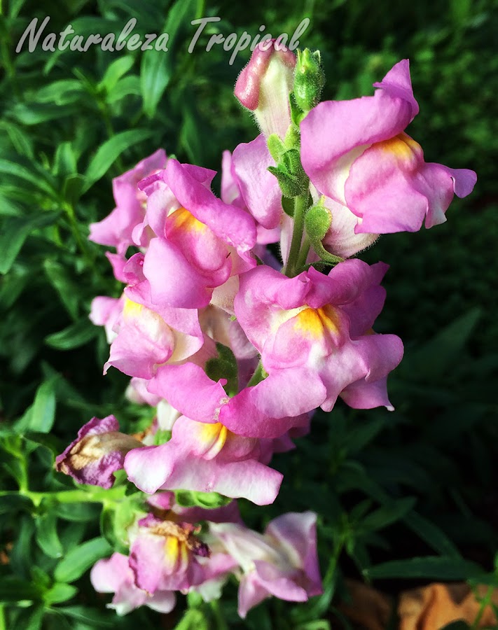 La planta Boca de Dragón te fascinará: Antirrhinum majus | Plantas