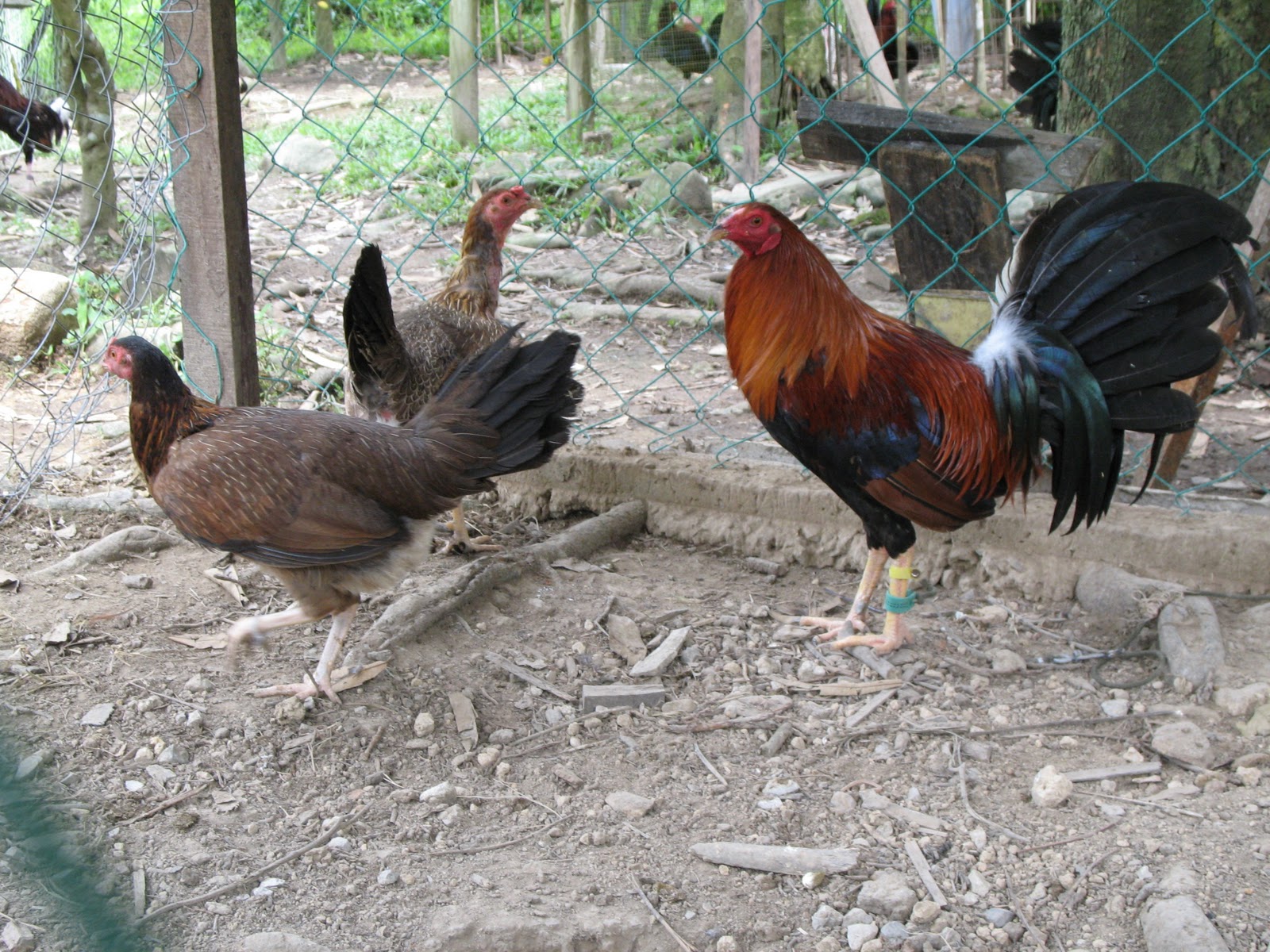 Wb8b@Cirj GameFarm: This is All of My Imported Broad Cock and Broad Hen that I ever used as my ...
