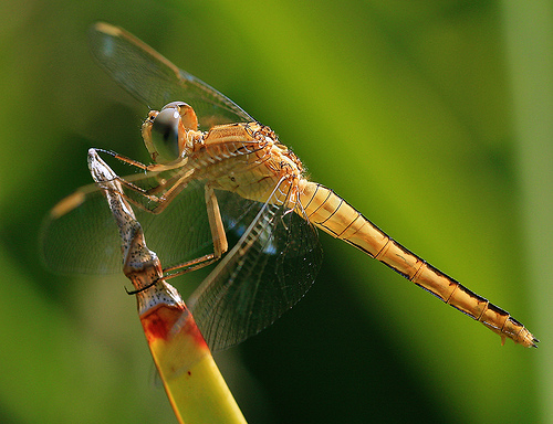 kancanedewe: Orthetrum testaceum ( capung )