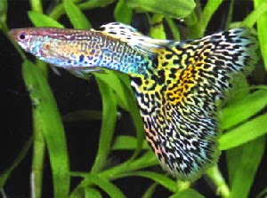 Fresh Water Fish Keeping: Guppy Fish
