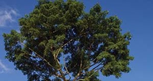 Natureza e Vida: CONHEÇA A CASTANHEIRA-DO-BRASIL.