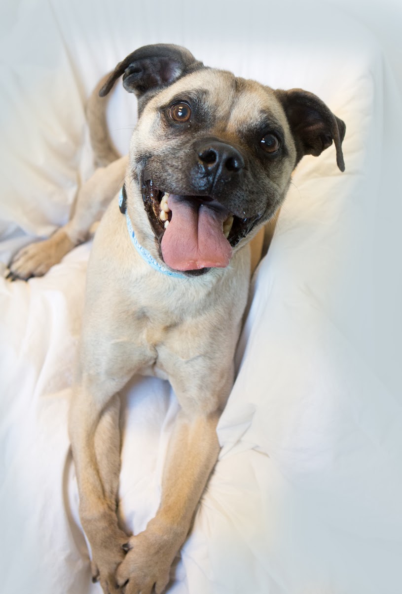 Shelter Dogs of Portland: "DEXTER" cute, energetic, goofy Boxer/Pug!