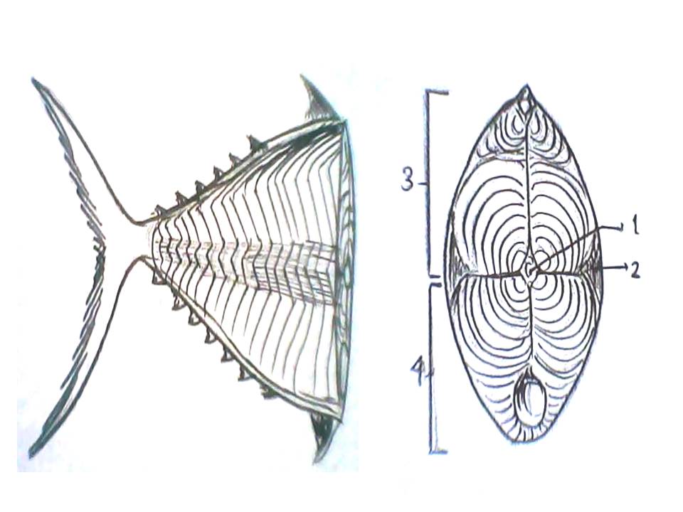 Blog'Na Risal RG : 2016