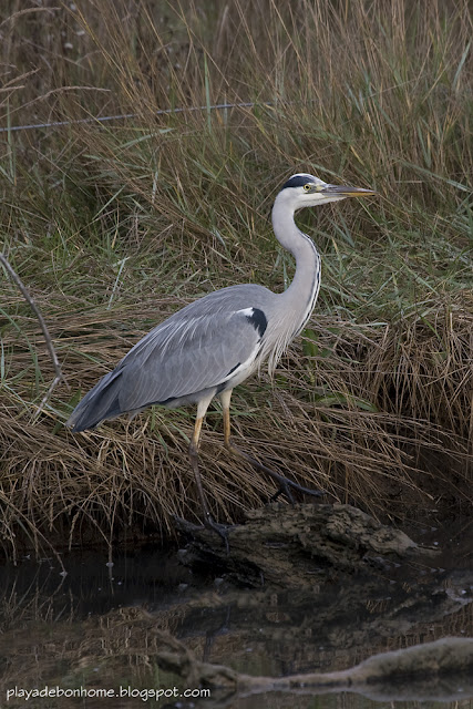 playadebonhome: Una Garza Real