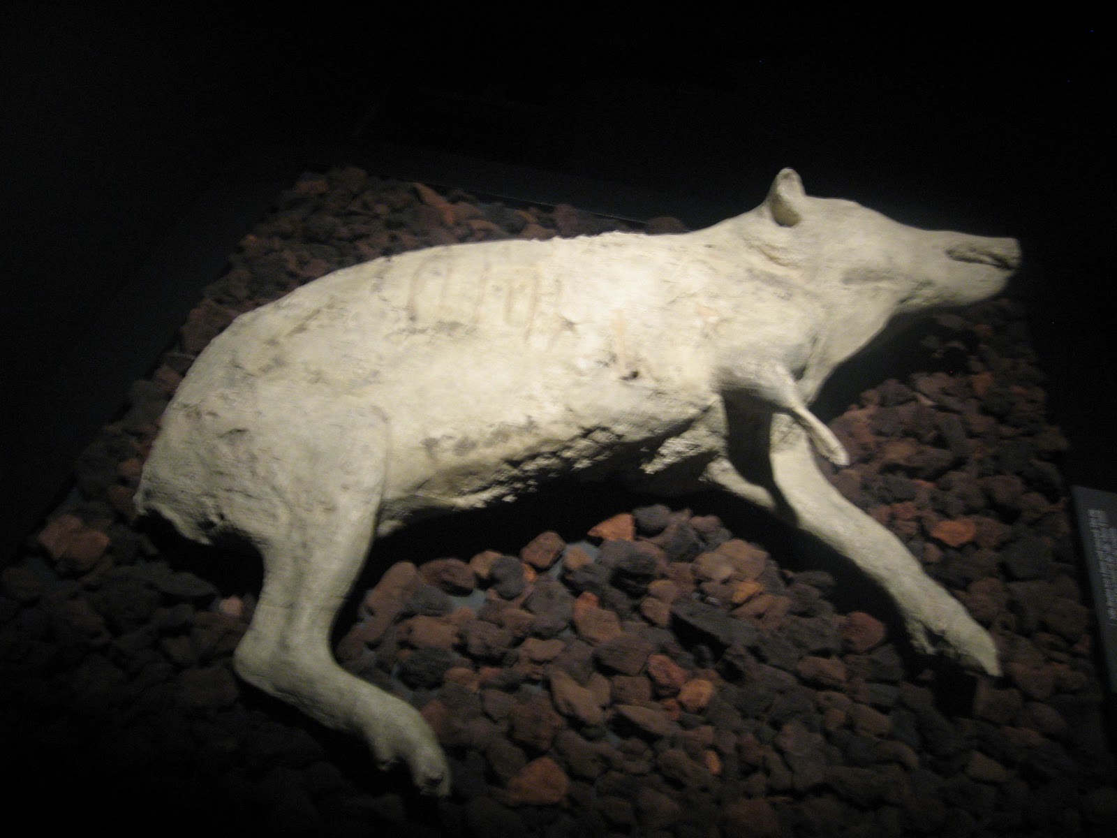 Exploring Massachusetts: November 6th 2011: A Day in Pompeii at the ...