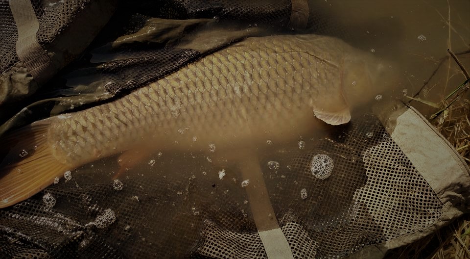 Michigan Carp Fishing Blog: 2017 Photos