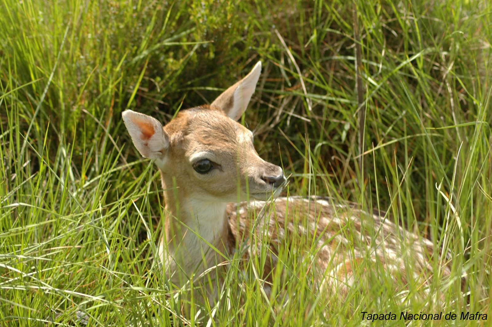 Portugal - Conheça o Mais Belo País da Europa : Tapada Nacional de Mafra