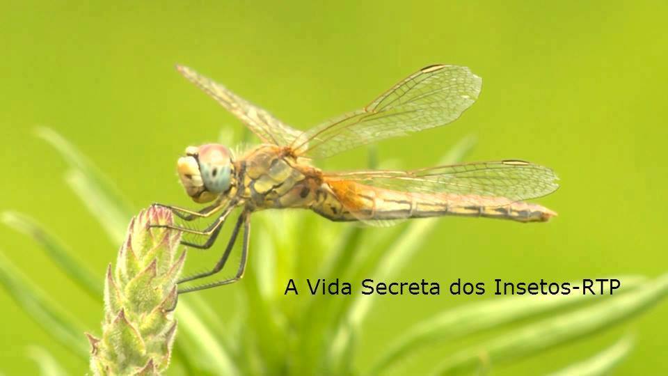Luis Henrique Pereira (RTP): Documentário: "A Vida Secreta dos Insetos ...