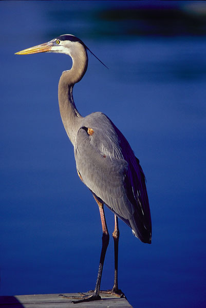 Great Blue Herons return to Kitsilano Beach and Spanish Banks ...