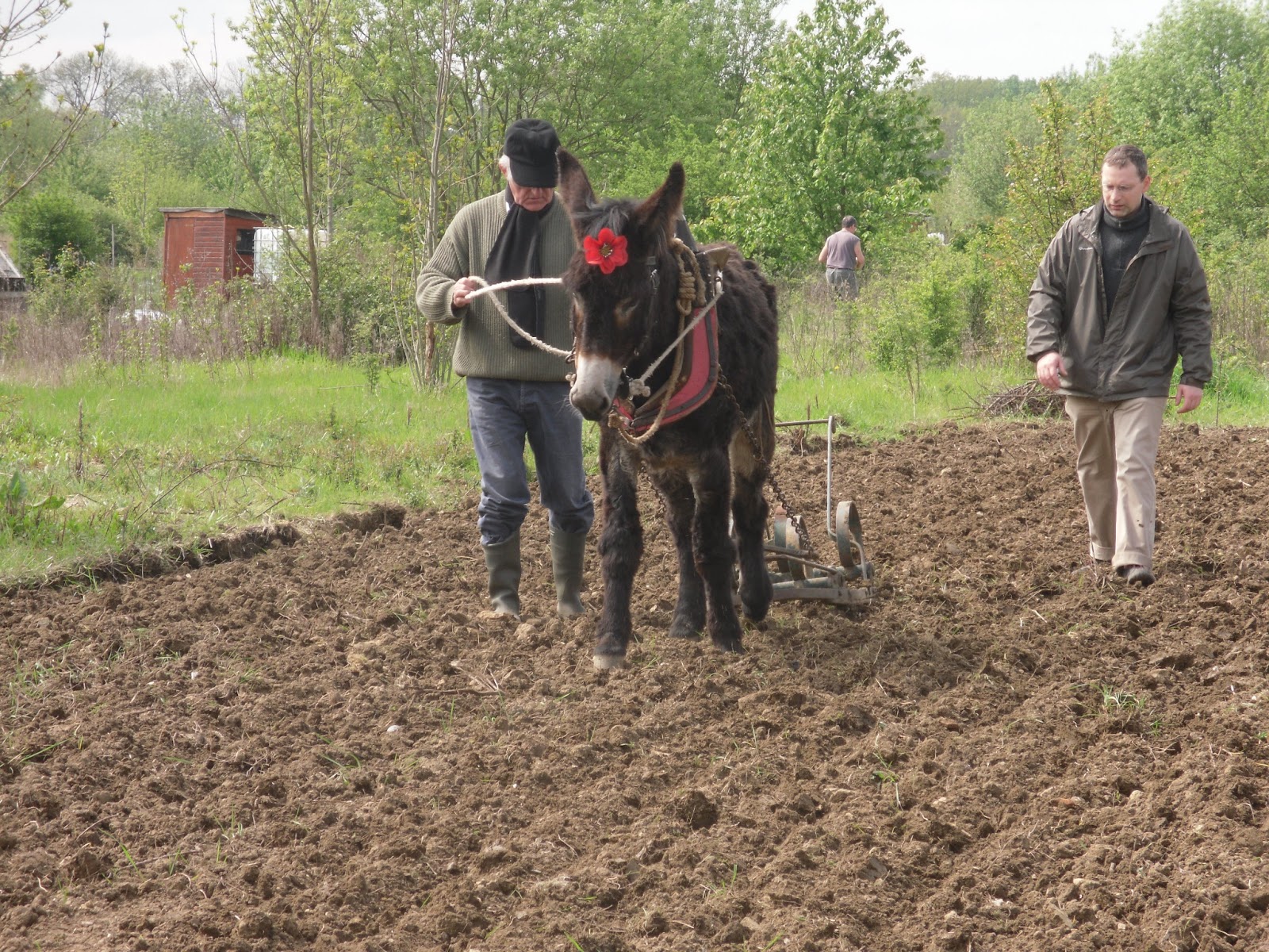 Les Robins des Bordes: Journée de formation à la traction animale