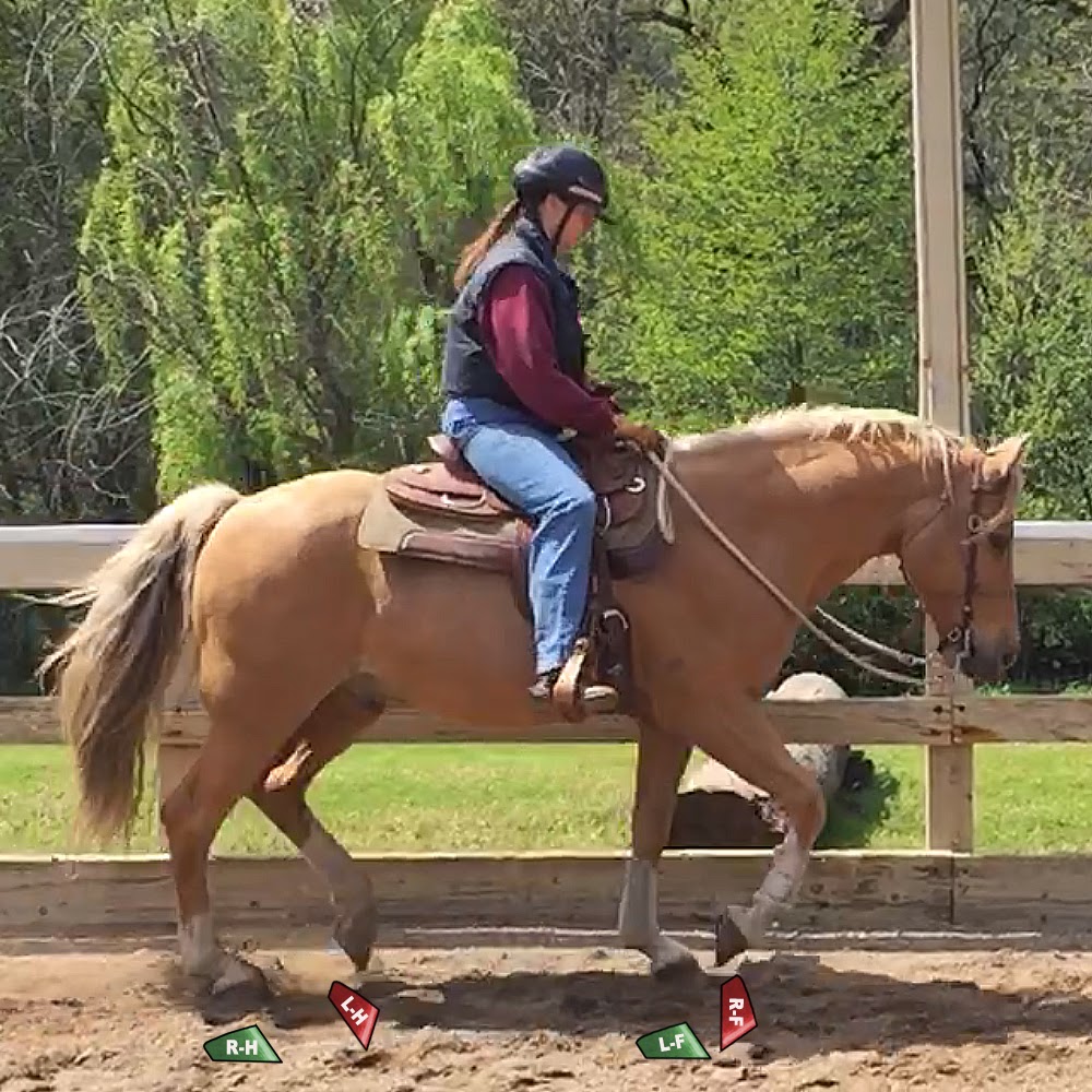 Cowboy Dressage: The Cowboy Dressage Gaits