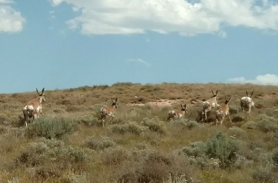Our Happy Trails: Our Last Trek at Deseret Land and Livestock, Cows!