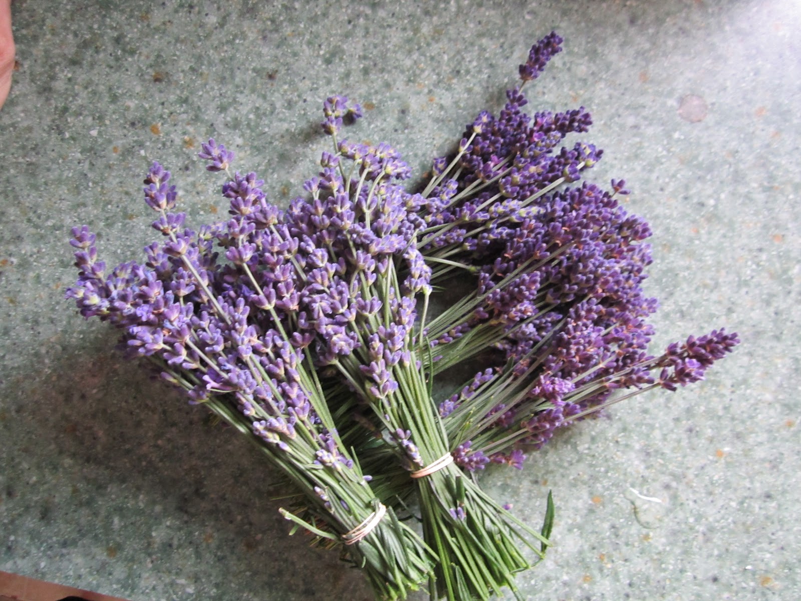 Deep Creek Lavender Farm