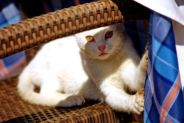 despre viata prin fotografie: despre pisici straine... sau pisica alba ...