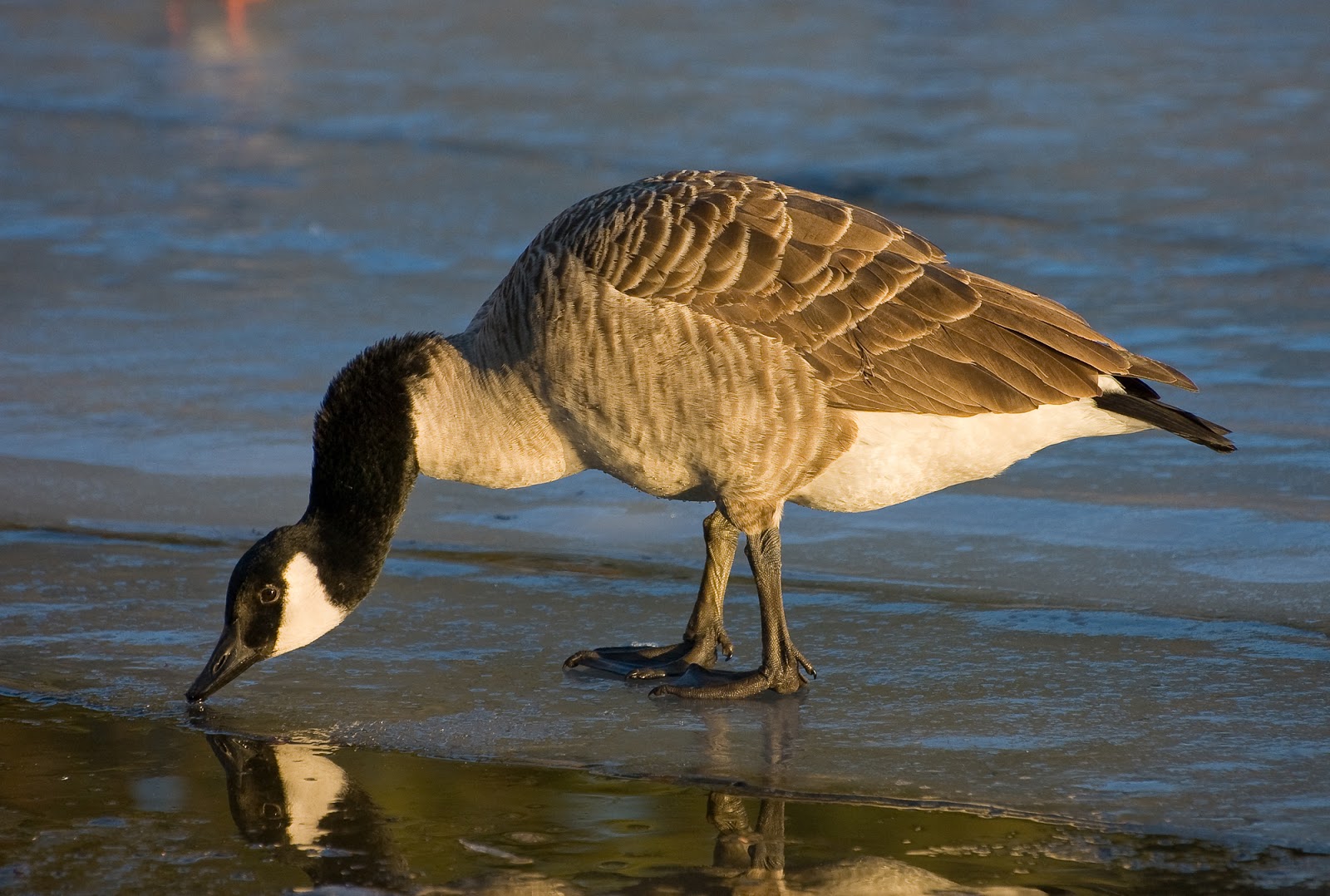 CANADA GOOSE photos - wallpapers | the fun bank