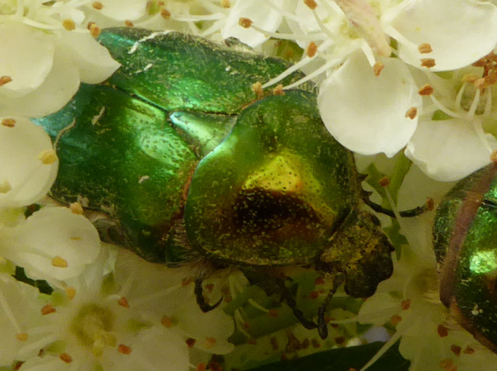 ...COQUELICOTS, COQUILLAGES...et BELLES PAGES !: De nouveaux insectes ...