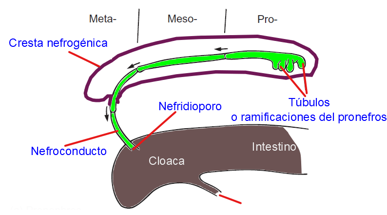 Ciencias de Joseleg: Pronefros