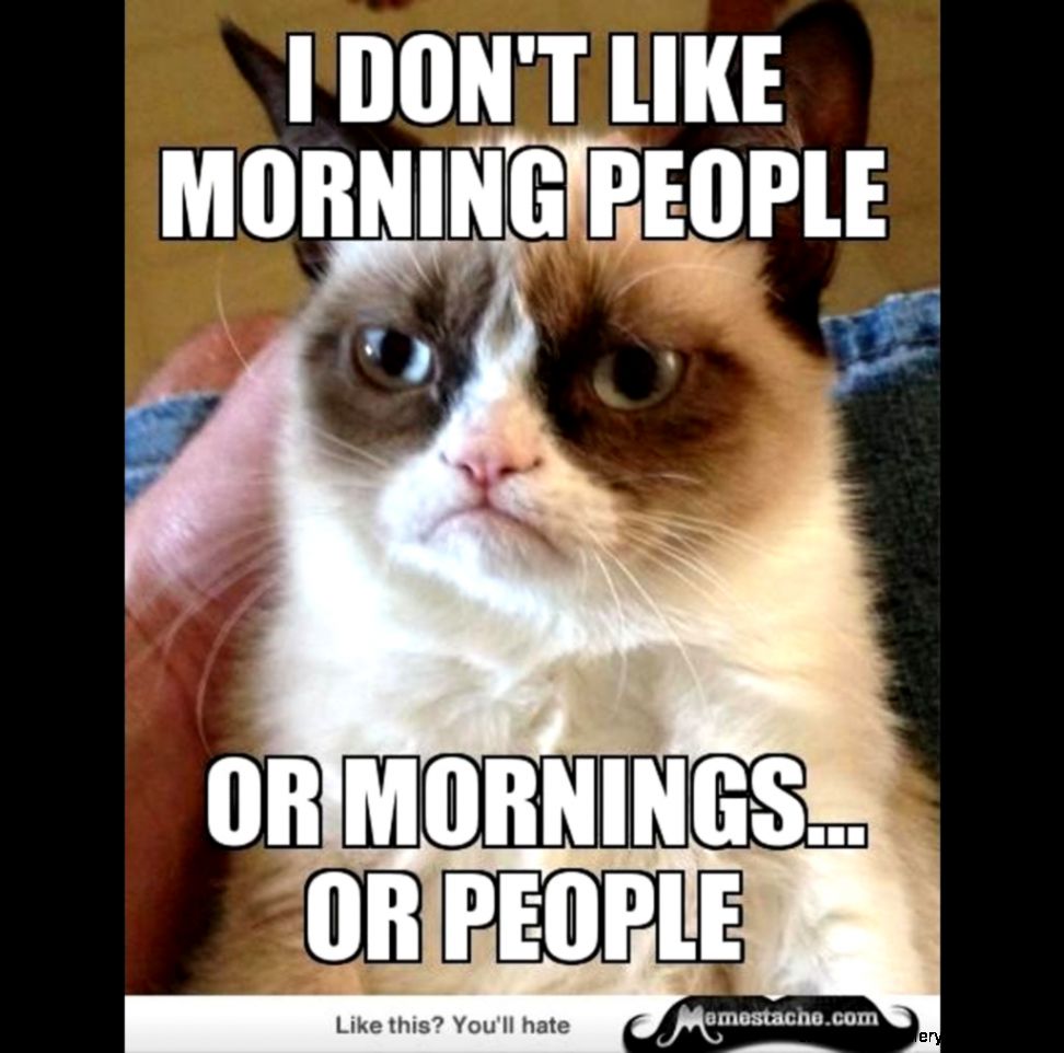 Grumpy Cat Meme No | Wallpapers Gallery