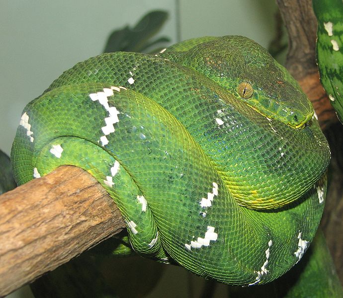 Animal Pictures: Emerald Tree Boa