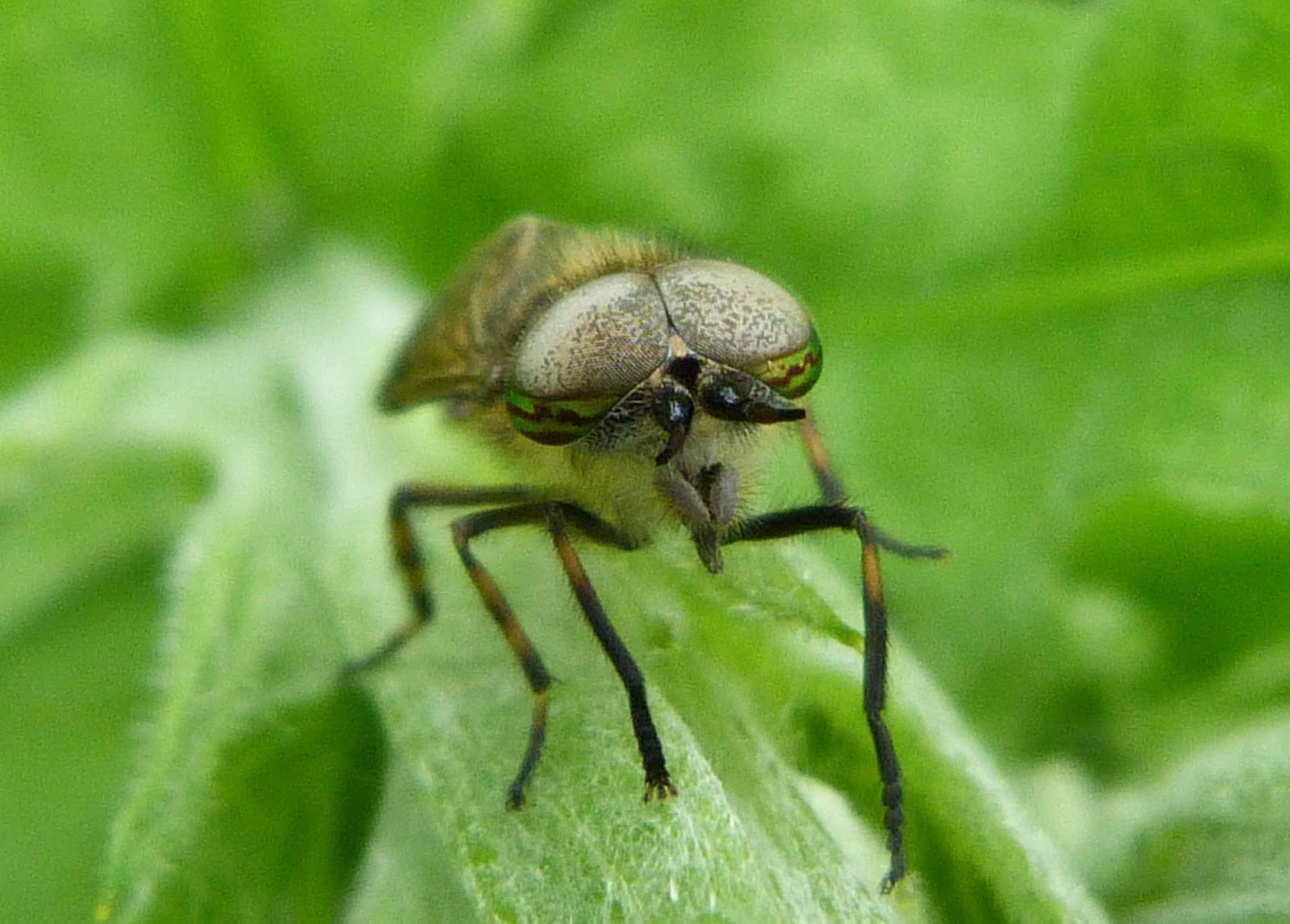 Insects of Scotland: Mosquitoes/Midges/Horseflies