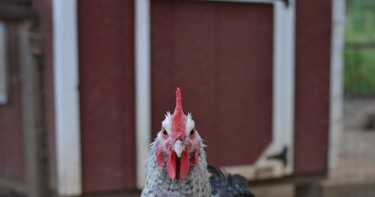 Our Neck of the Woods: Feathered Friend Friday: Rooster Ratio