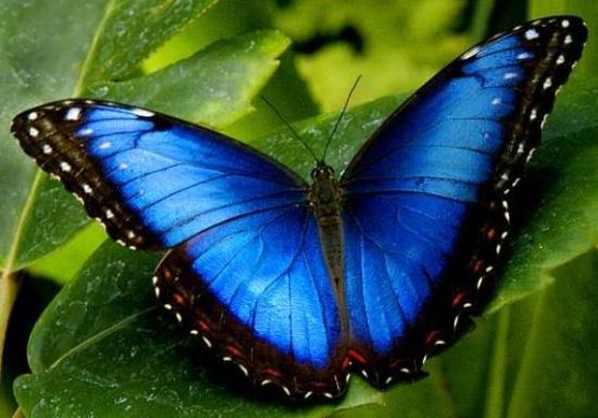 Pura Natural: Morfo azul (Morpho peleides)