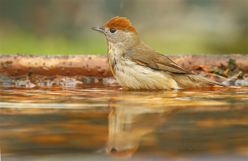 Fotoestudio Natural: Un mundo de Currucas