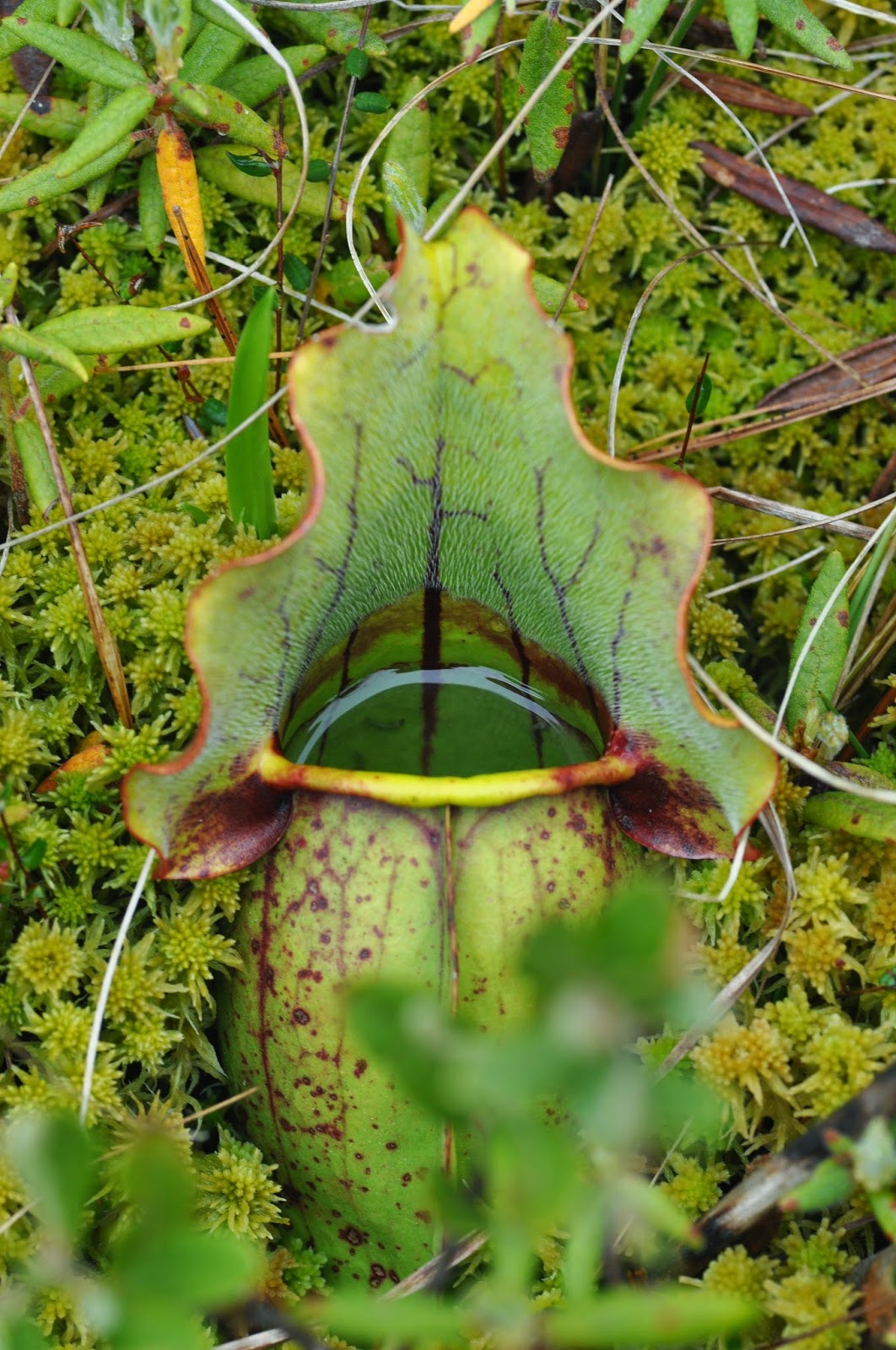 An Adirondack Naturalist in Illinois: Day Three - Spring Pond Bog, John ...