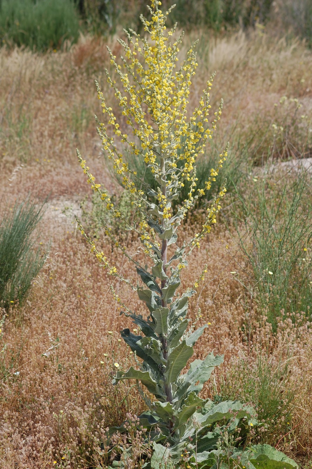 Plantas: Beleza e Diversidade: Verbasco-pulverulento (Verbascum ...