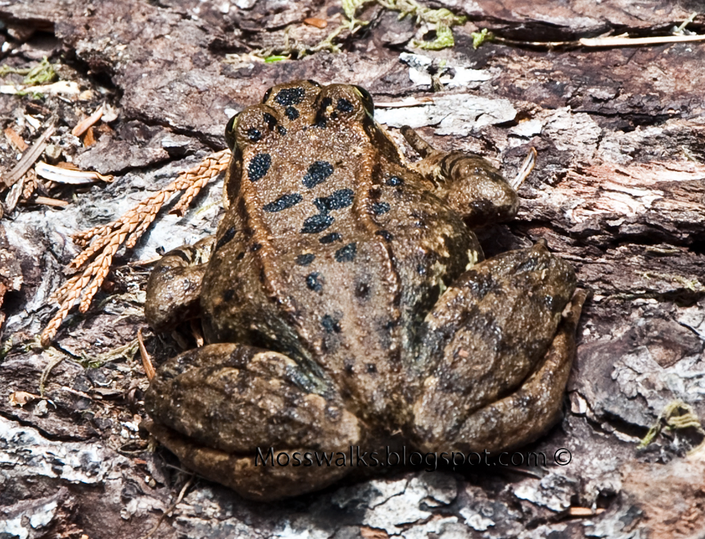 Walks with Moss: Church Creek Trail, Big Frog
