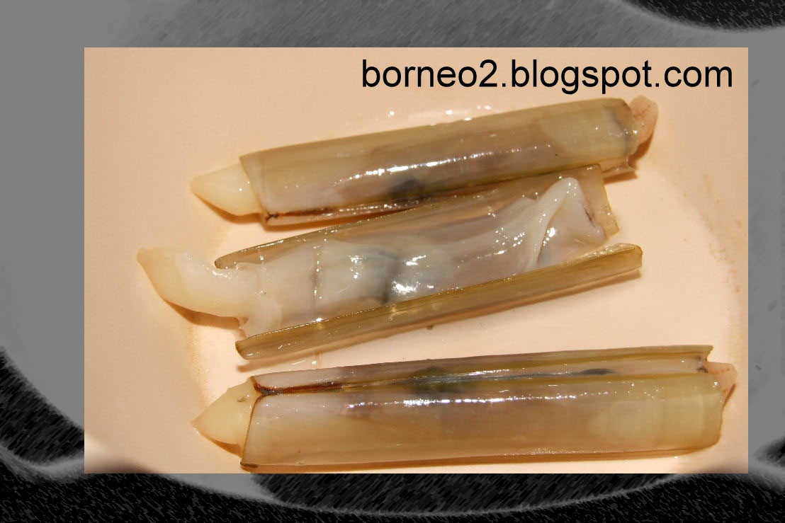 Borneo Island, Awaken To A Different World: Bamboo Clam or American ...