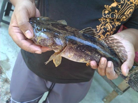 JORAN CAHAYA: IKAN UBI sukar dipancing