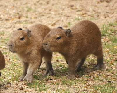 Capybara Animals | Amazing Facts & Latest Pictures | All Wildlife ...