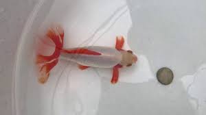 Jenis Ikan Koki Berdasarkan Bentuk, Warna, Bentuk Ekor