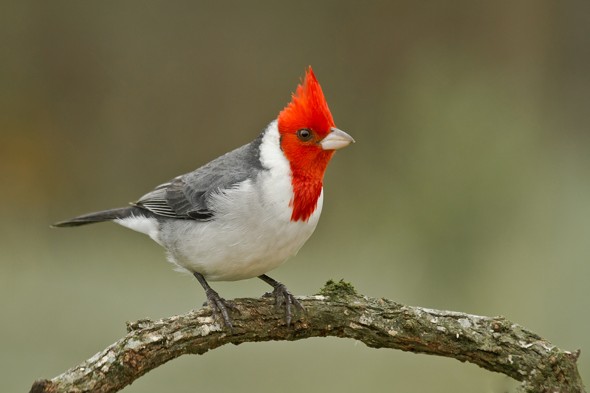 Cardenal copete rojo wallpapers