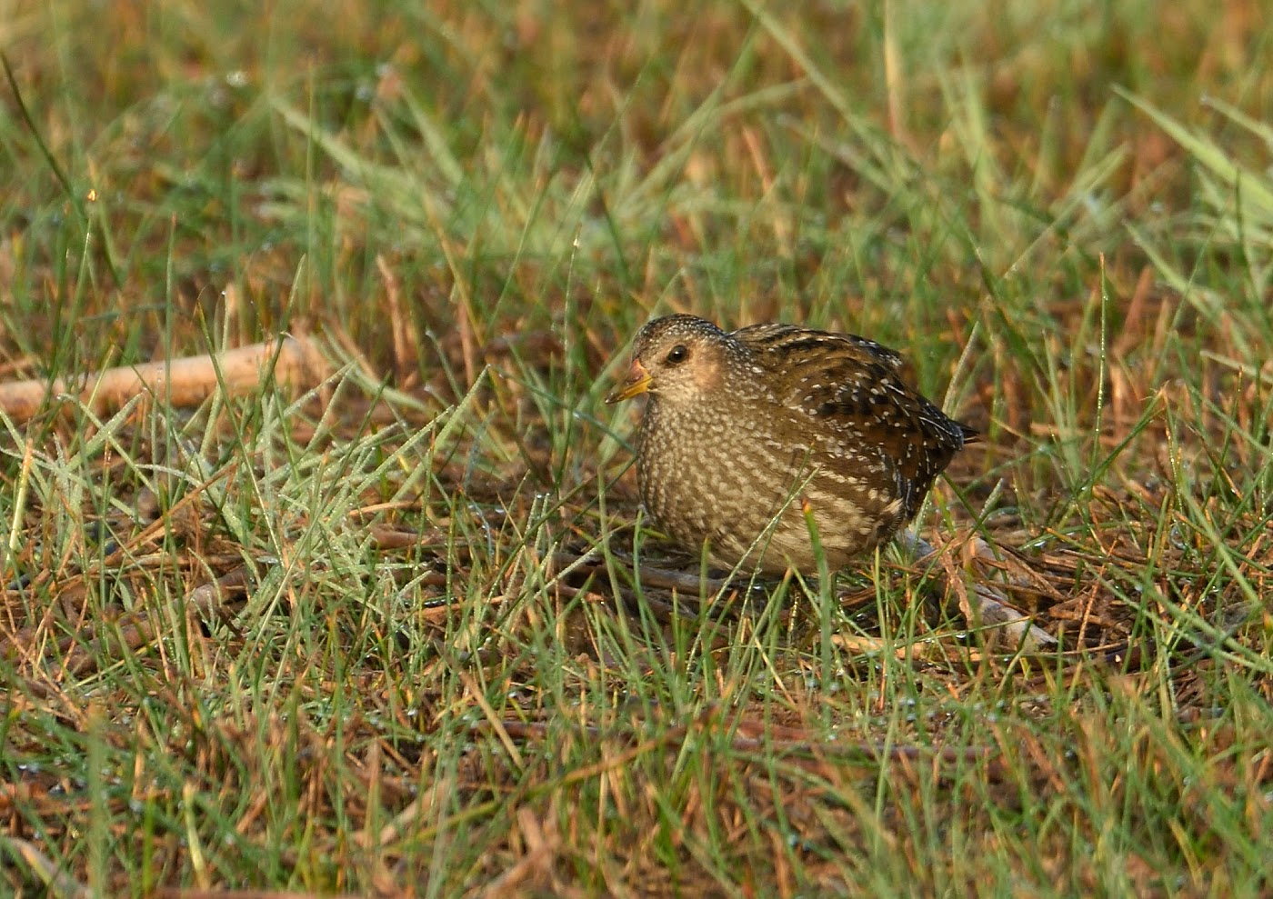 Steve Rogers birding: Spotted Crake at Marazion Marsh