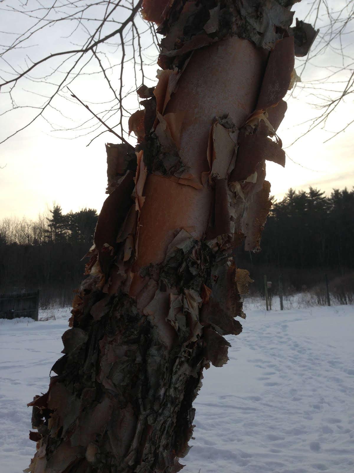 Annie's Gardening Corner: Winter Photage Wednesday