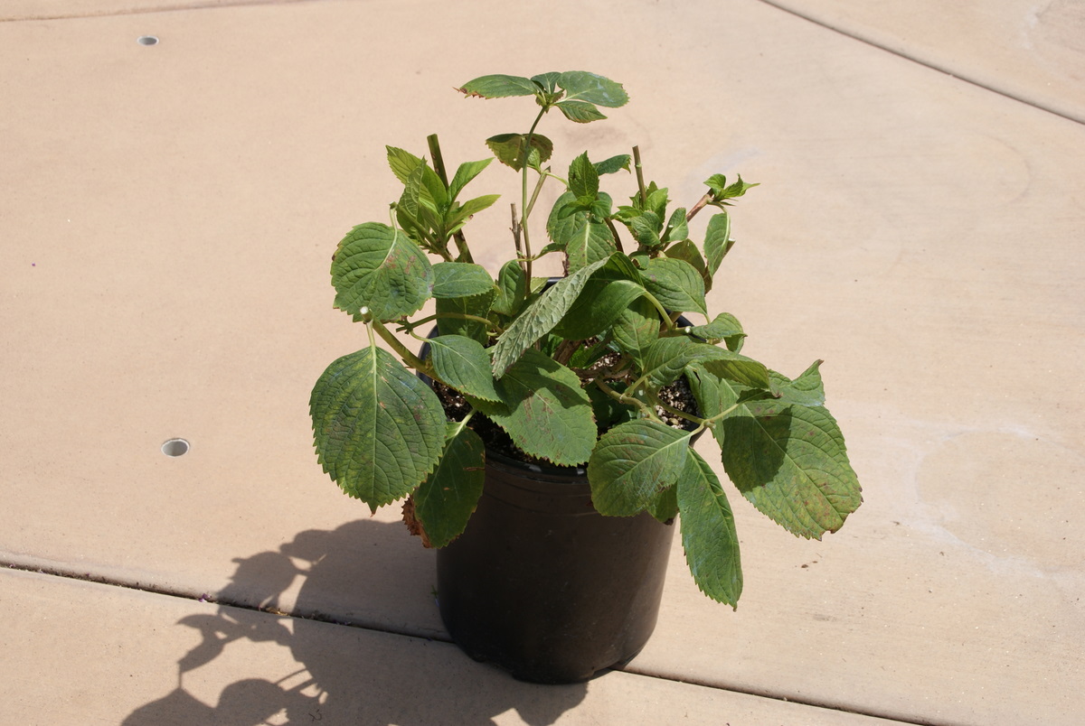 Organic Garden Dreams: News from the Garden