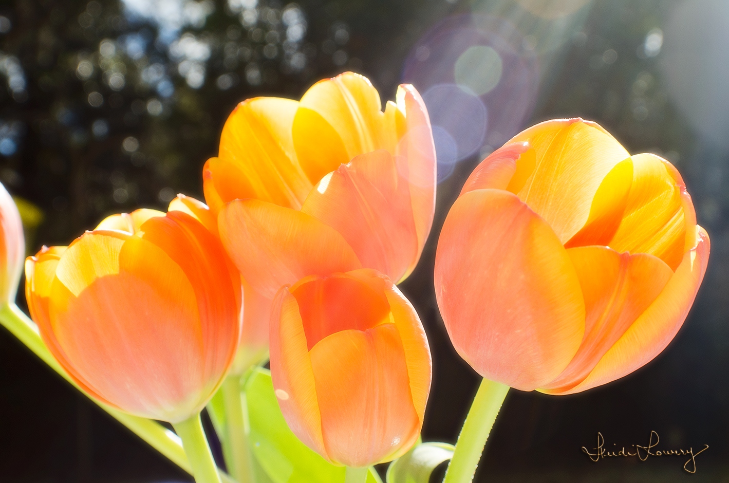 Photos By Heidi Lowery Blog