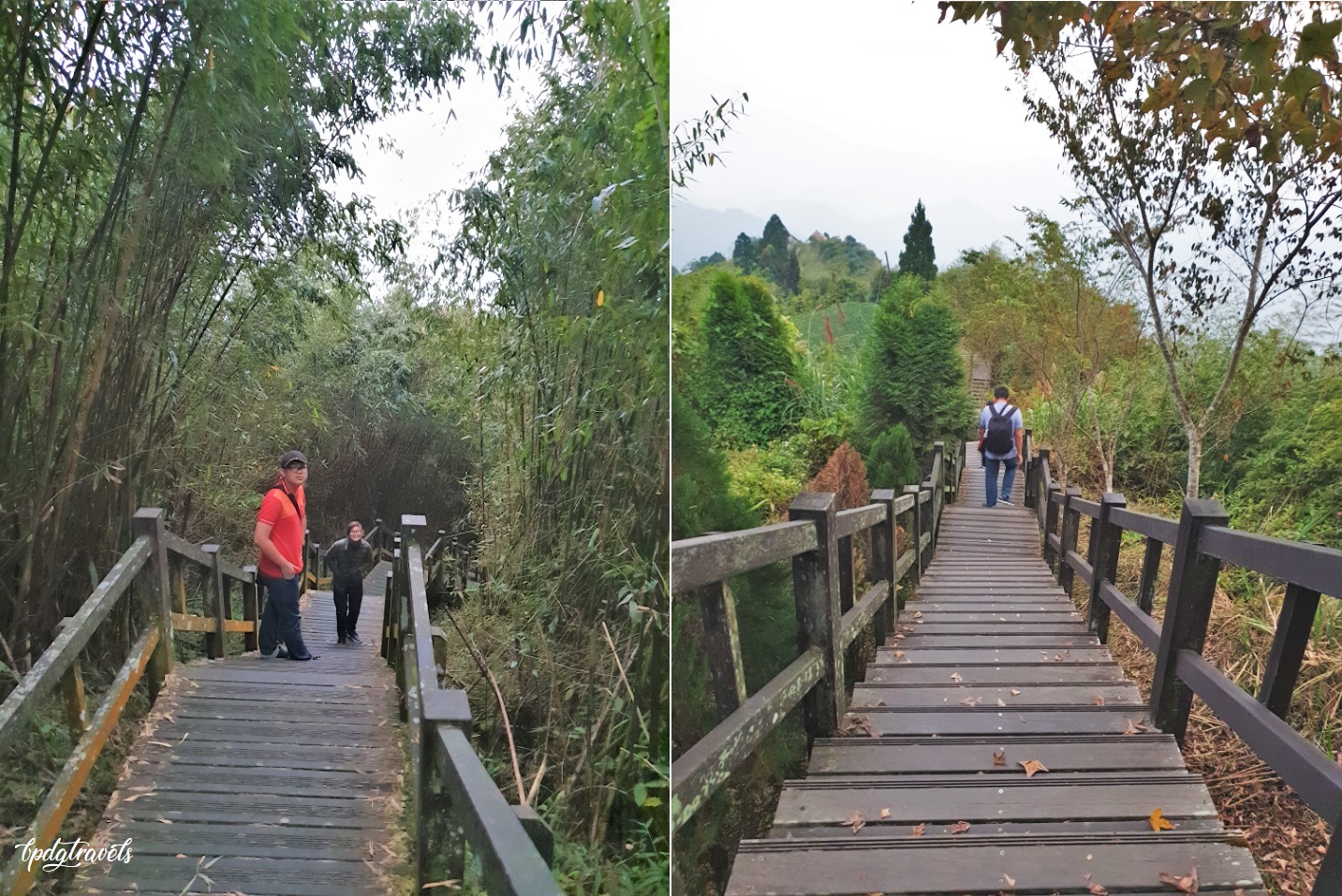 Taiwan Trip Day 5 - Alishan (阿里山) | Fenchihu 奋起湖 | Eryanping Trail ...