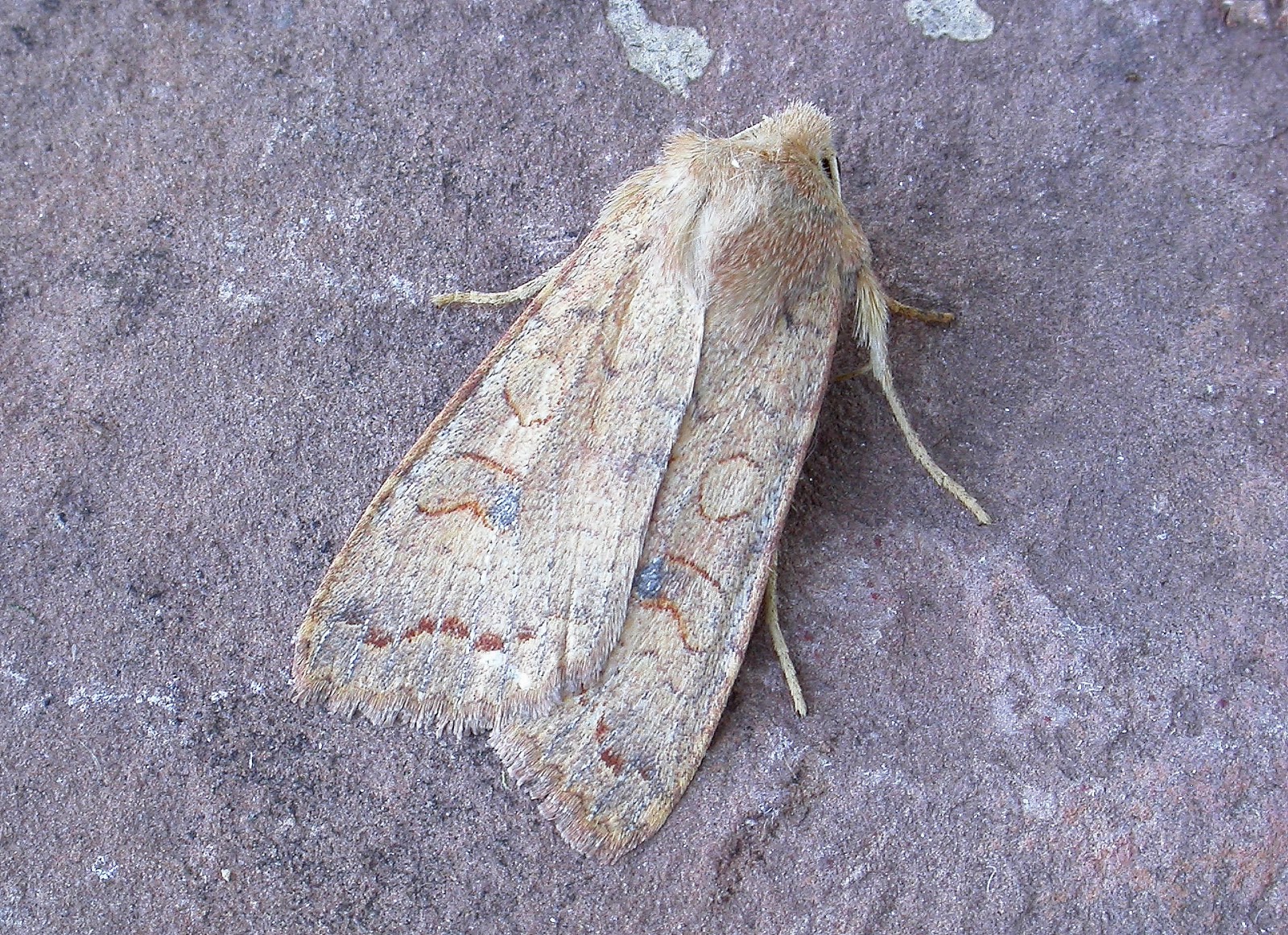Garden Moths, 1999 to 2020