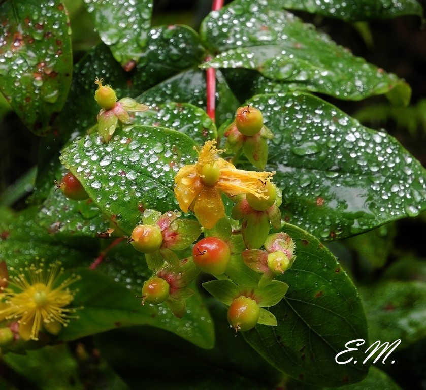 ENCARNA MARI: Señorio de Bertiz, Navarra