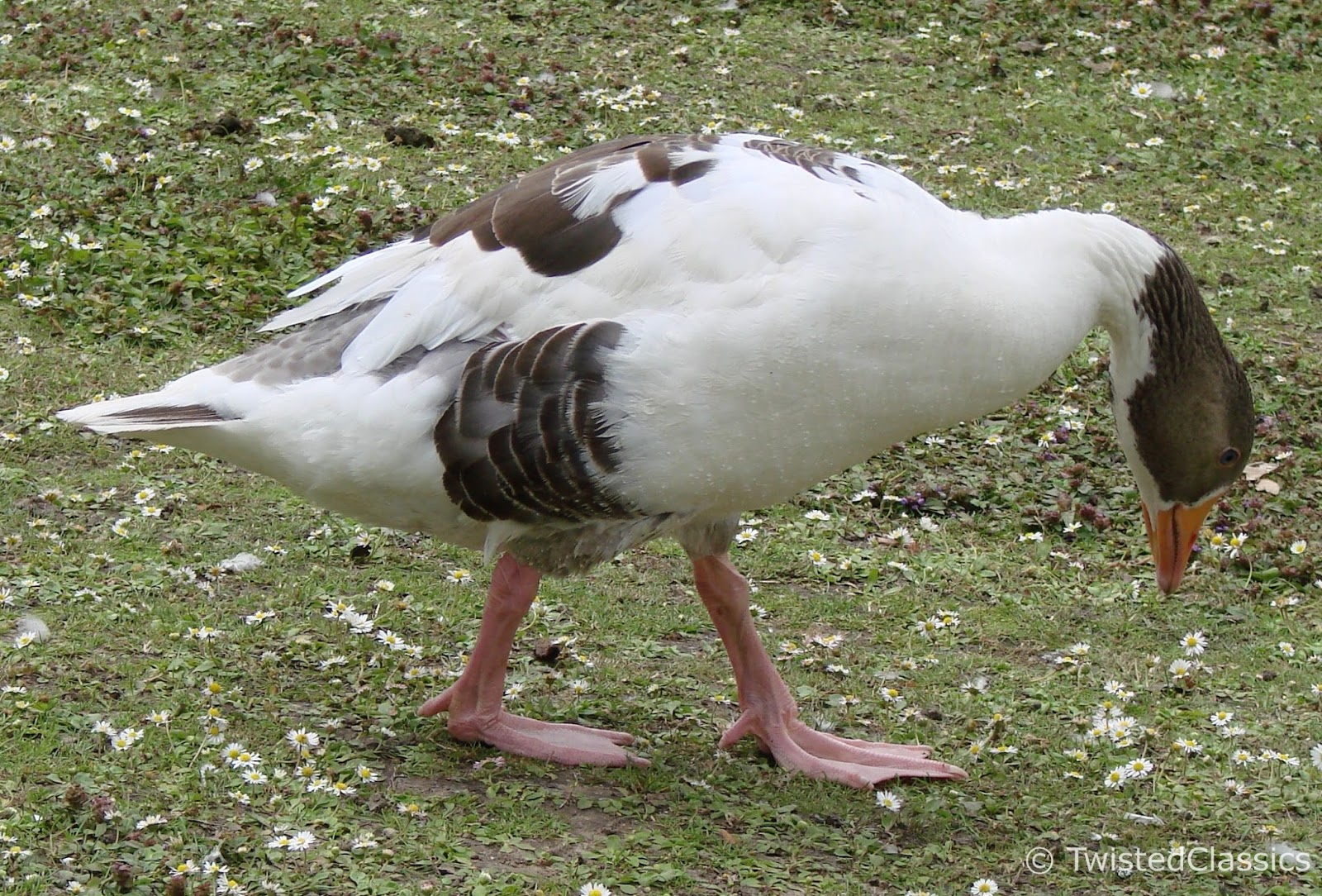 Birds and wildlife: Strange-looking white/brown goose