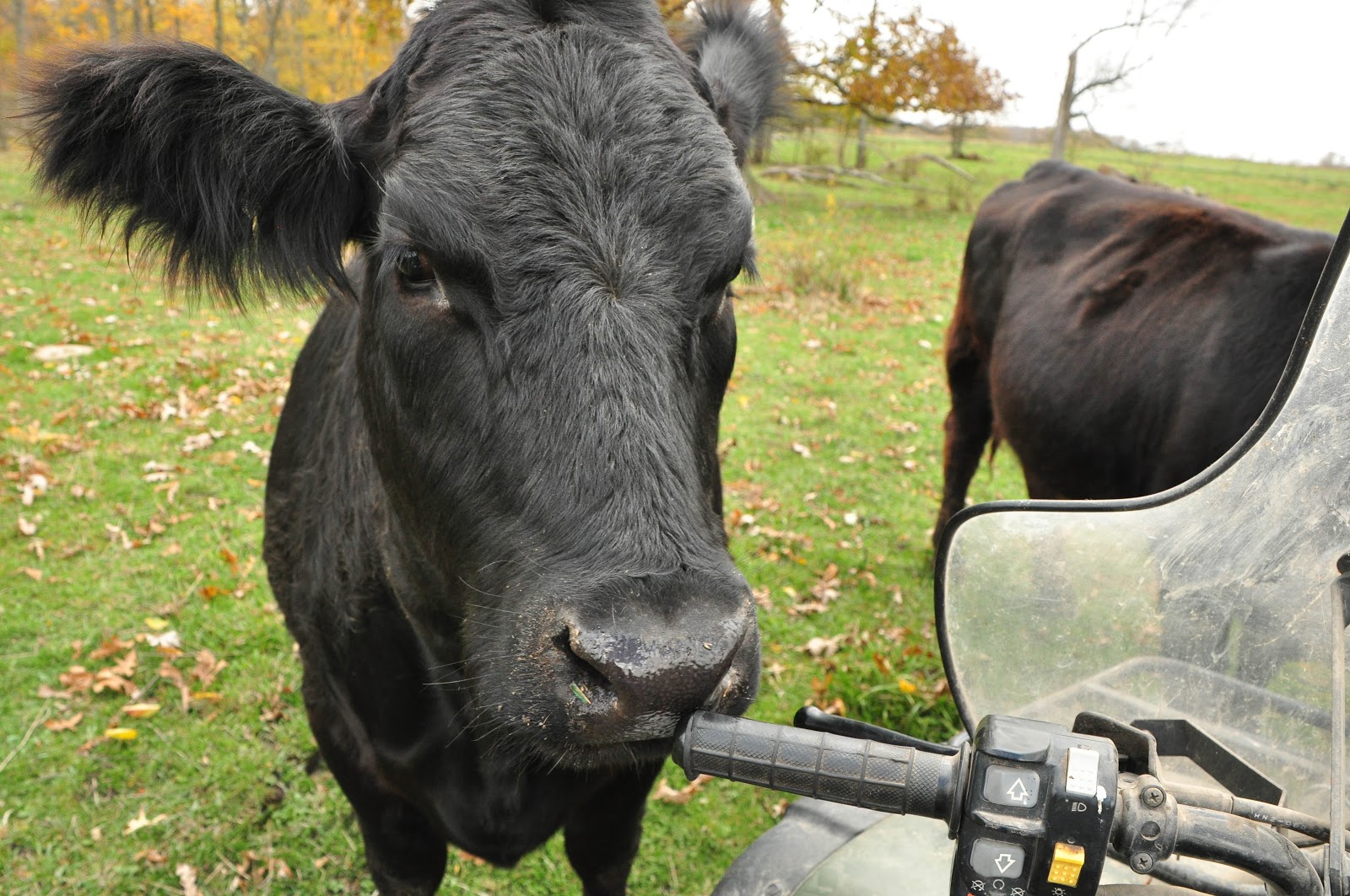 Dawson Cattle Company: Cows in the woods....