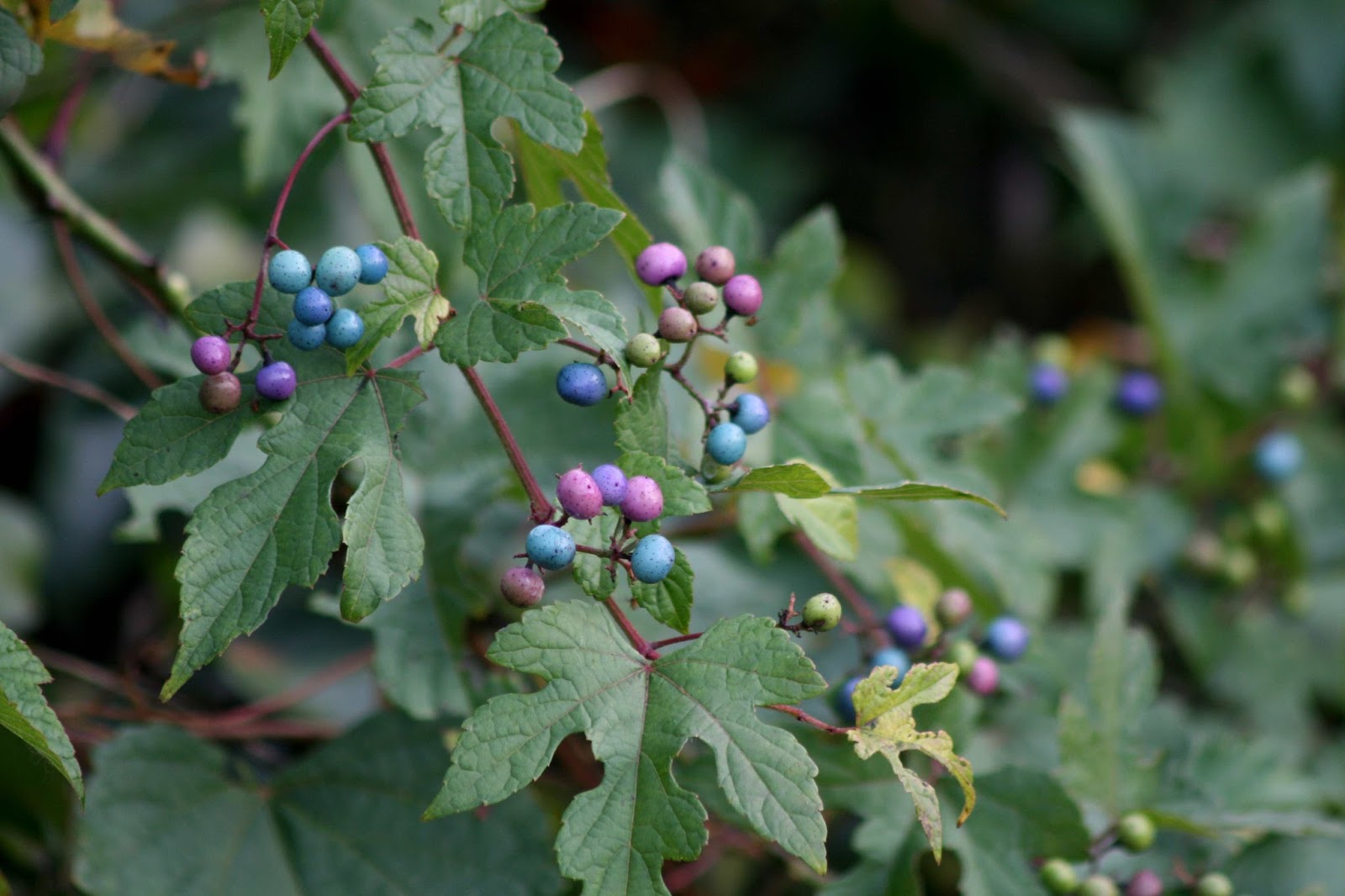 Avalonia eTrails: July 2017