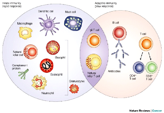 Sistema Inmunológico