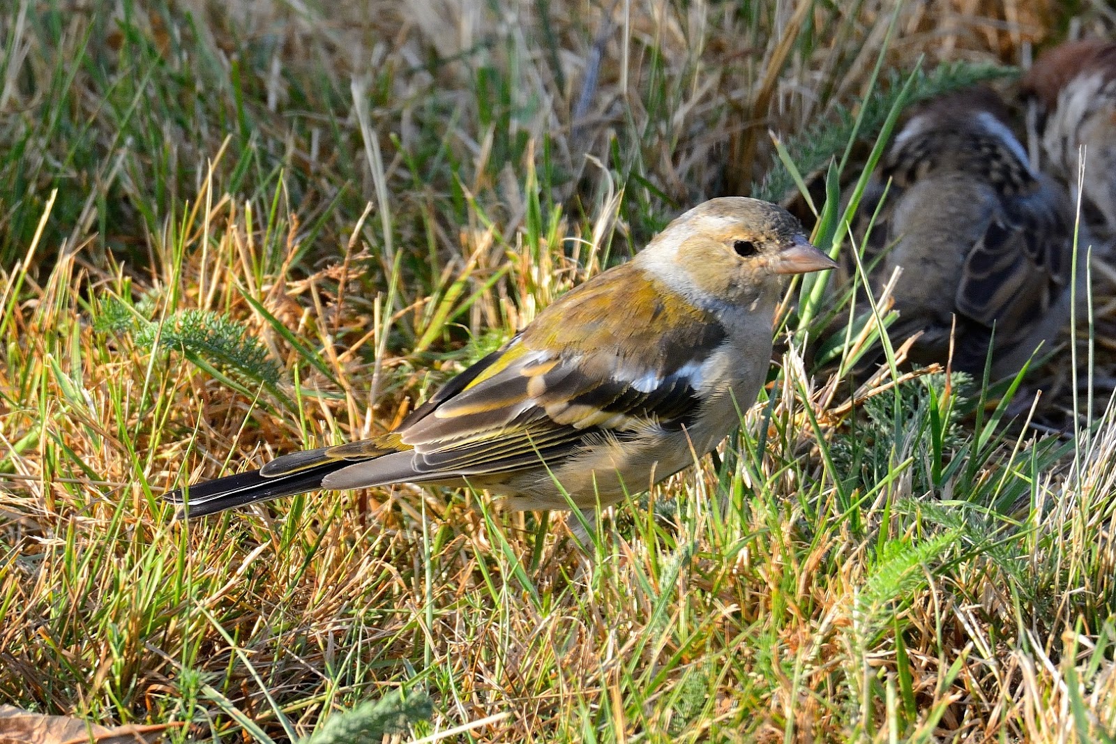 Knuts fugleblogg: Bokfink (Fringilla coelebs)